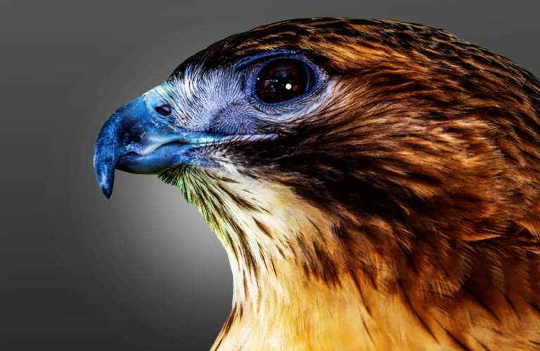 Goshawk – Robotican